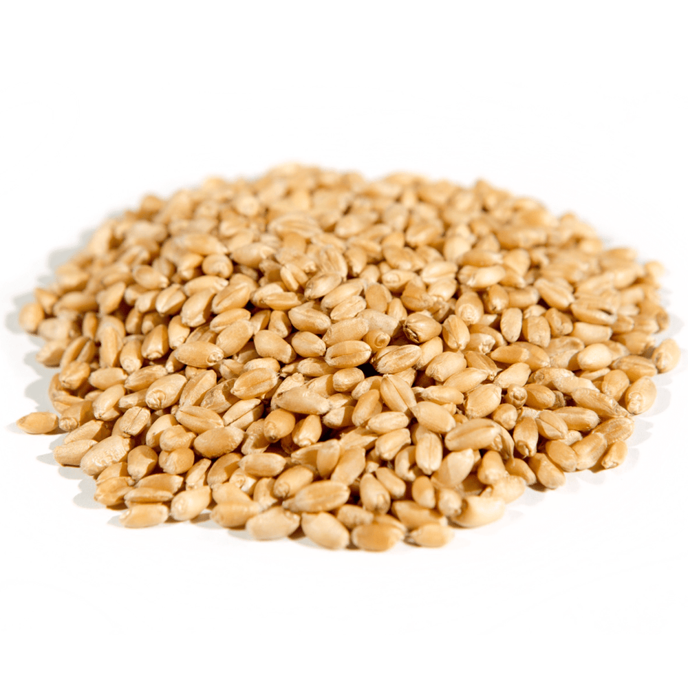The Best Wheat Berries for Bread: A Practical Guide | Country Life ...